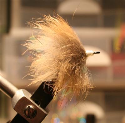 Parore (luderick on fly) - The Fishing Website : Discussion Forums - Page 1