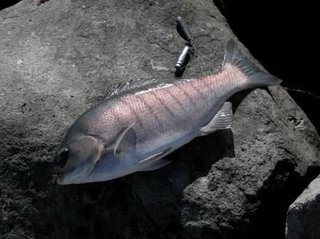 Parore (luderick on fly) - The Fishing Website : Discussion Forums - Page 1