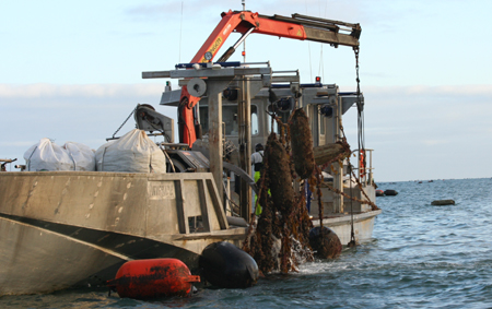 Coromandel Mussel Farms - The Fishing Website : Discussion Forums