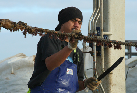Coromandel Mussel Farms - The Fishing Website : Discussion Forums