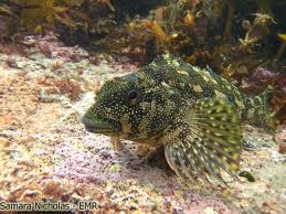 I just ate my maomao - The Fishing Website : Discussion Forums - Page 1