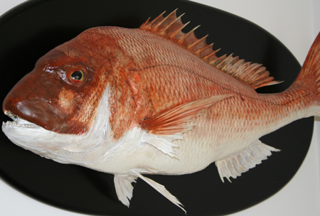 Taxidermy - The Fishing Website : Discussion Forums - Page 1