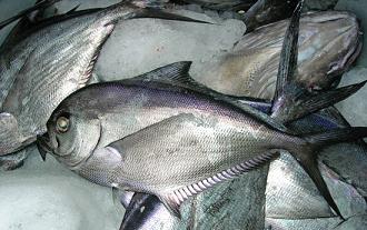 Ray's Bream - The Fishing Website : Discussion Forums - Page 1