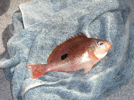 Butterfly Perch - The Fishing Website : Discussion Forums