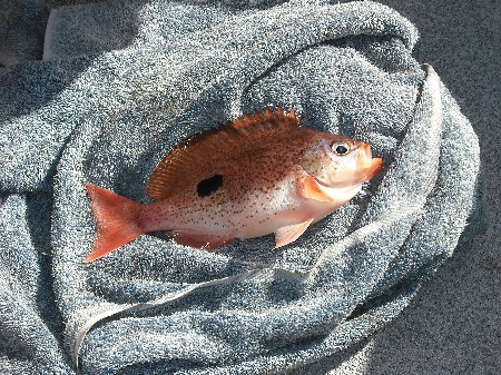 Butterfly Perch - The Fishing Website : Discussion Forums