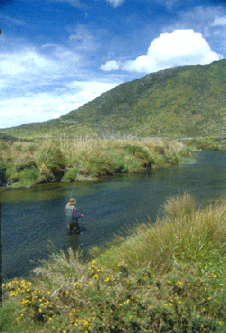 hutt river vs wainuiomata river - The Fishing Website : Discussion ...