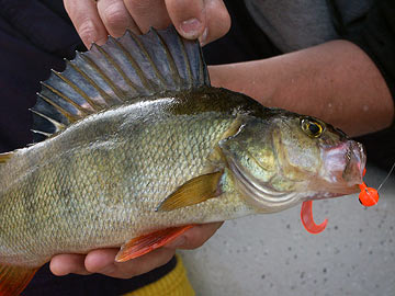 Big Perch - The Fishing Website : Discussion Forums - Page 2