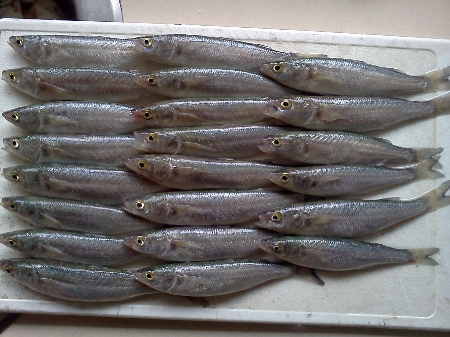 Mullet Fishing Tips - The Fishing Website : Discussion Forums