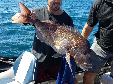 Snapper length : weight ratio? - The Fishing Website : Discussion ...