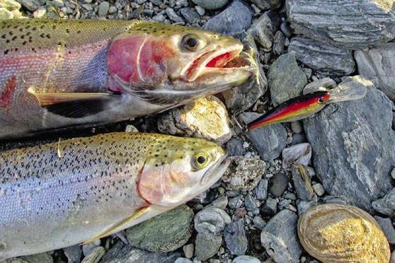 Fishing the Clutha river - The Fishing Website