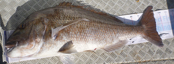 Big Snapper caught at Little Barrier 95cm - 15.1kg - The Fishing Website