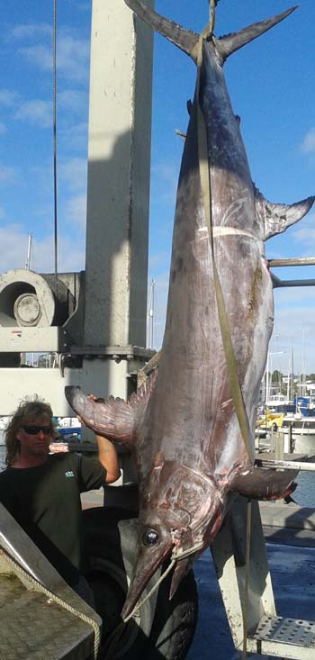 Monster Broadbill - too big to bring aboard! - The Fishing Website