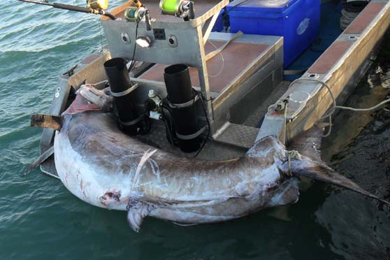 Monster Broadbill - too big to bring aboard! - The Fishing Website