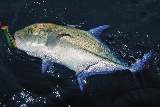 Rarotonga - The Fishing Website