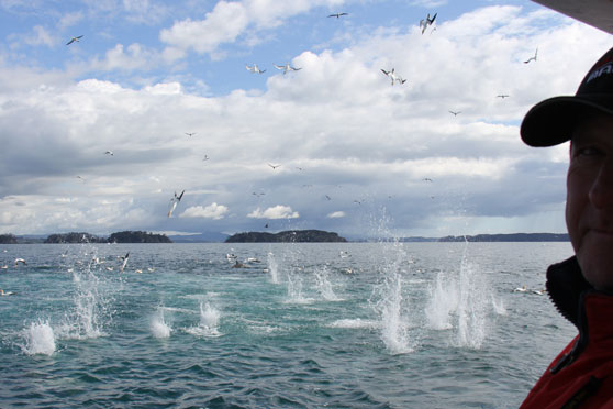 Saltwater fishing techniques - Using Birds to Find Fish - The Fishing ...