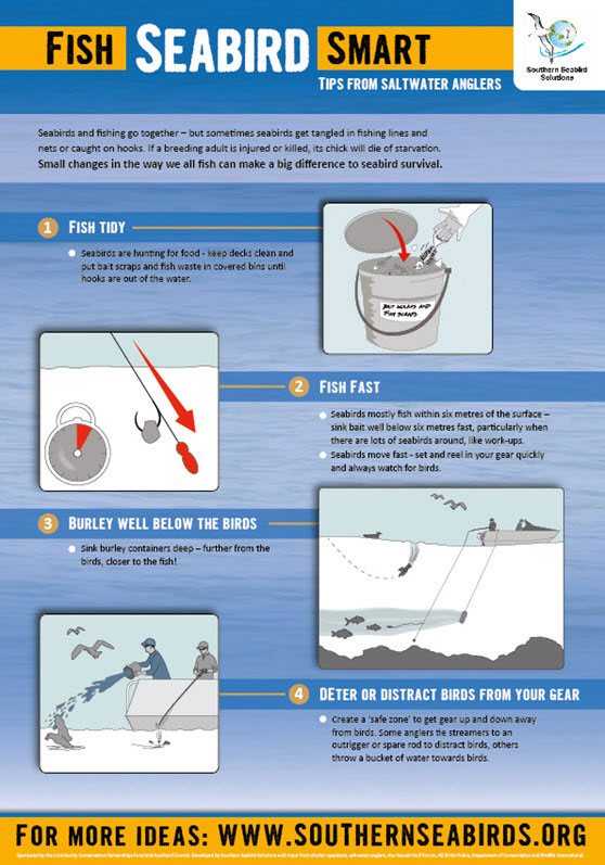 Saltwater fishing techniques - Using Birds to Find Fish - The Fishing ...