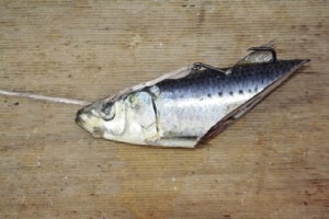 Bait fishing - rigging and stray-lining tips for pilchards - The ...