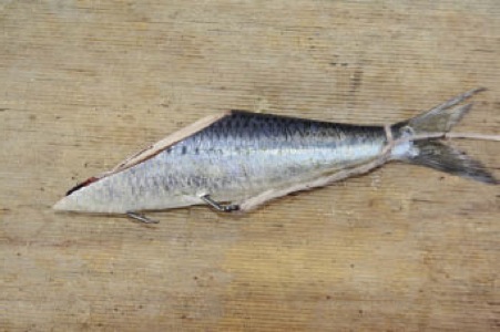 Bait fishing - rigging and stray-lining tips for pilchards - The ...