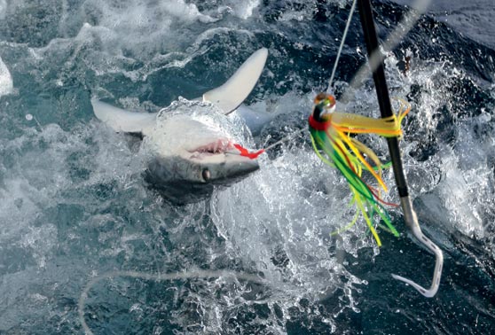 Billfish tagging data and reports - The Fishing Website