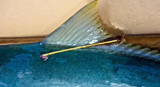 Billfish tagging data and reports - The Fishing Website