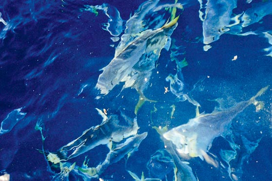 Sense of smell - fish facts - The Fishing Website