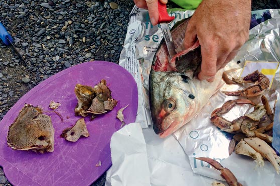 Paddle crabs for bait - The Fishing Website