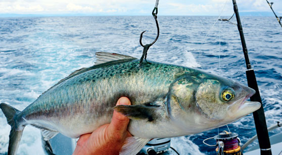 Circle hooks for live baiting - The Fishing Website