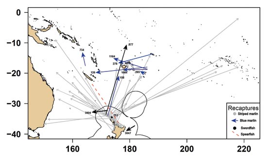 Billfish tagging data and reports - The Fishing Website