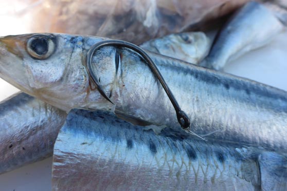 New DX Point Hooks from Black Magic - The Fishing Website