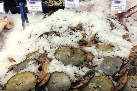 Surfcasting in Dunedin - The Fishing Website