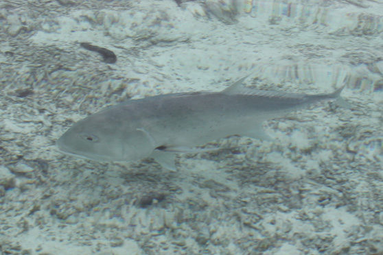 Awesome Aitutaki - The Fishing Website