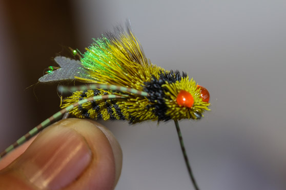 Using cicadas for Trout - The Fishing Website