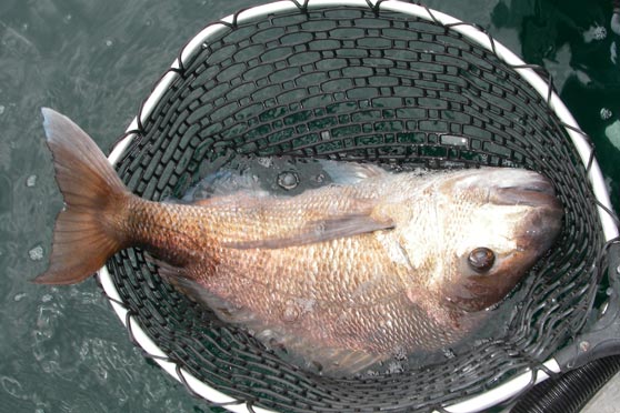 Fish Handling Techniques - The Fishing Website