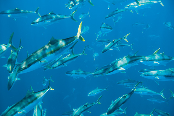 Blue water spearfishing at the Mokohinau Islands - The Fishing Website