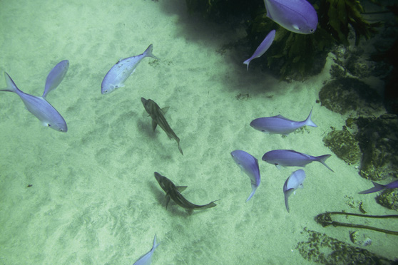 Diving for boar fish - The Fishing Website