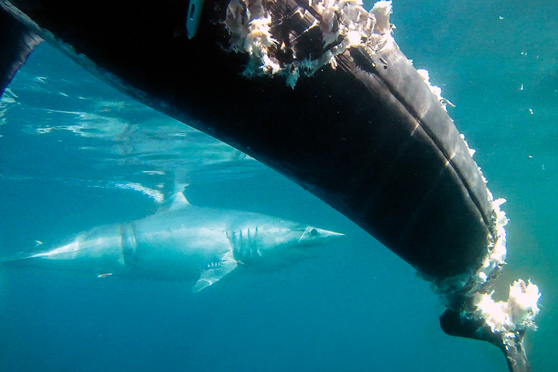 Broadbill swordfishing with Matt Watson - The Fishing Website