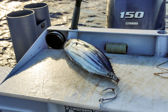 Broadbill Swordfish - The Fishing Website