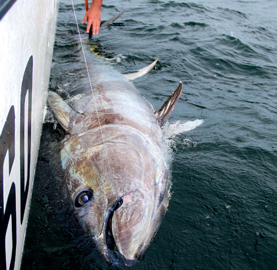 Gamefishing tips for big tuna - The Fishing Website