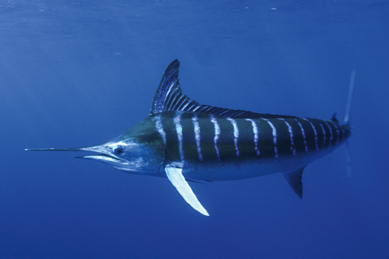 The challenges of filming Marlin underwater - The Fishing Website
