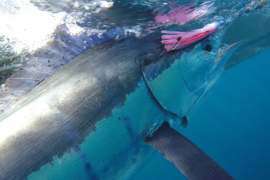First marlin again for Kyle Ridling - The Fishing Website