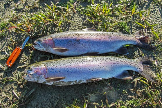 Finding and catching rainbow trout - The Fishing Website