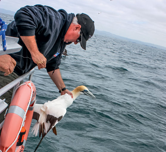 Seabird Safety - The Fishing Website