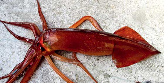 Fishing spots on Otago's east coast - The Fishing Website