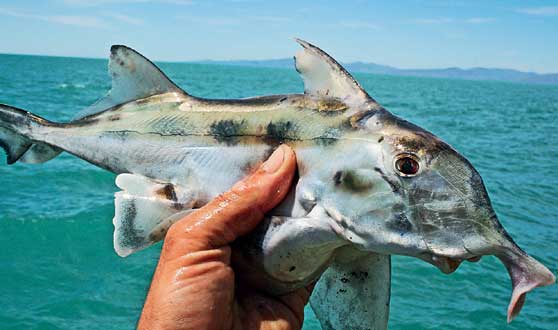 Pegasus Bay fish spots - The Fishing Website