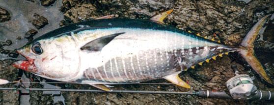 Land-based Gamefishing - The Fishing Website