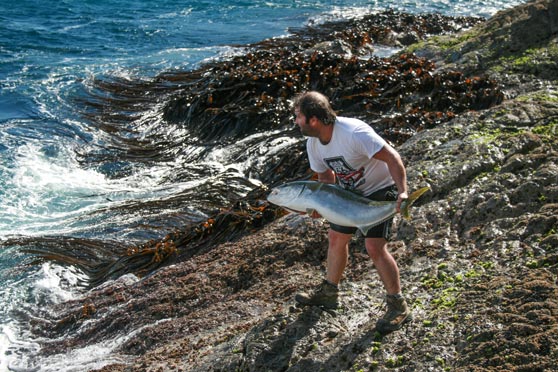 Stray-lining heavy tackle method - The Fishing Website