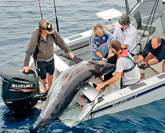 Broadbill Swordfish Solo - The Fishing Website