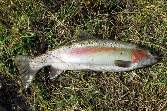 White trout fishing - The Fishing Website