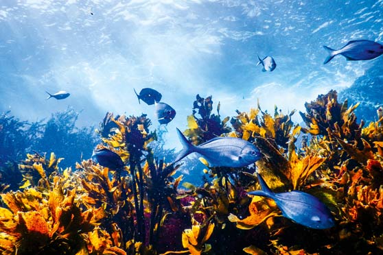 A fisher's guide to Mayor Island - The Fishing Website