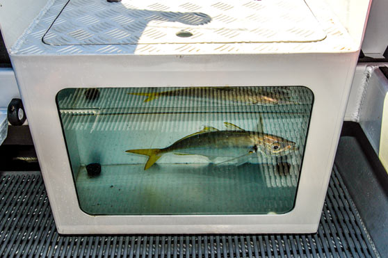 Beginners guide to choosing a trailer boat - The Fishing Website